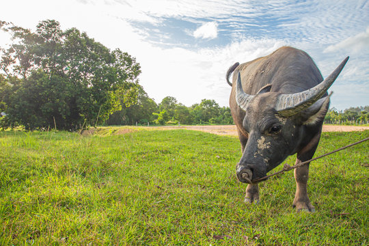 รูปภาพCarabao – เลือกดูภาพถ่ายสต็อก เวกเตอร์ และวิดีโอ2,563 | Adobe Stock