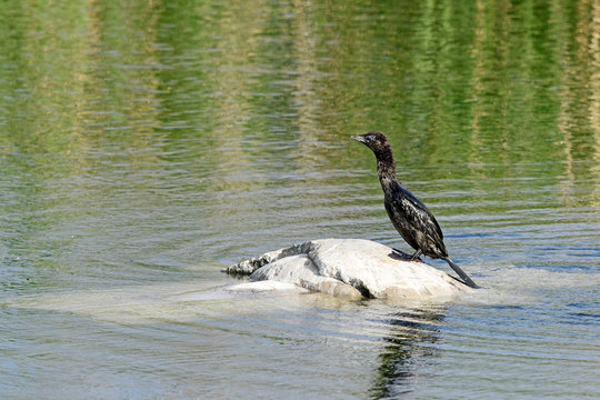 Fendak Bilder – Durchsuchen 21 Archivfotos, Vektorgrafiken und Videos ...