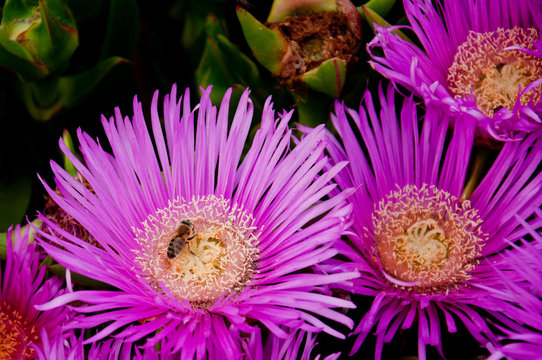 Karkalla Images – Browse 130 Stock Photos, Vectors, and Video | Adobe Stock