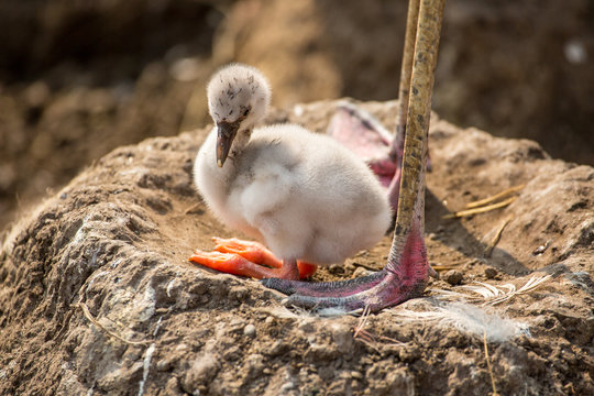 รูปภาพFlaminglet – เลือกดูภาพถ่ายสต็อก เวกเตอร์ และวิดีโอ6 | Adobe Stock