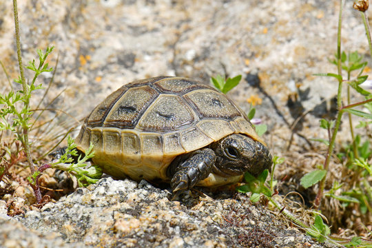 Ibera Greek Tortoise