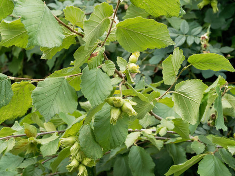 Haselstrauch Images – Parcourir 798 le catalogue de photos, vecteurs et ...