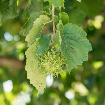Haselnussblatt Bilder – Durchsuchen 1,193 Archivfotos, Vektorgrafiken ...