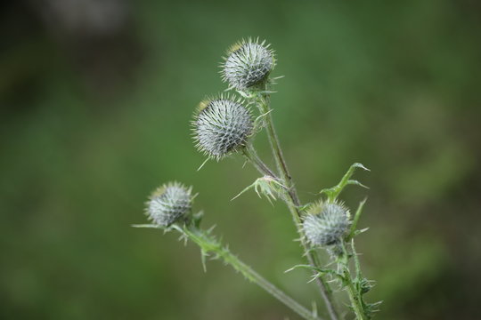 Disteln Imagens – Procure 1,822 fotos, vetores e vídeos | Adobe Stock