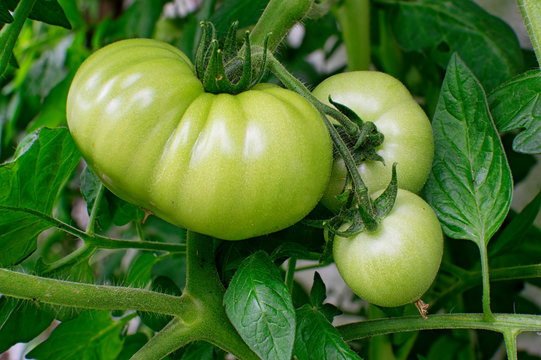รูปภาพTomatenstaude – เลือกดูภาพถ่ายสต็อก เวกเตอร์ และวิดีโอ131 | Adobe ...