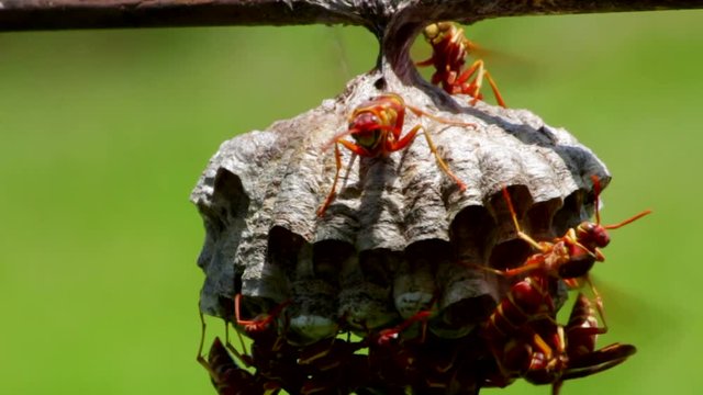 "Red Wasp" Images – Browse 203 Stock Photos, Vectors, and Video | Adobe ...