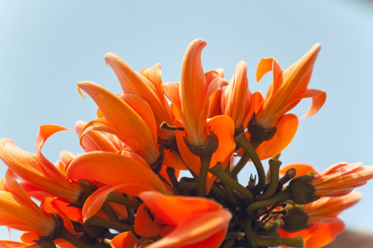 Polash Images – Browse 114 Stock Photos, Vectors, and Video | Adobe Stock