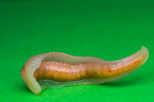 Tongue Worm