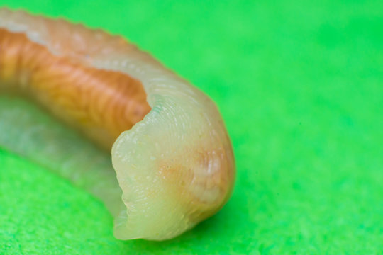 Tongue Worm