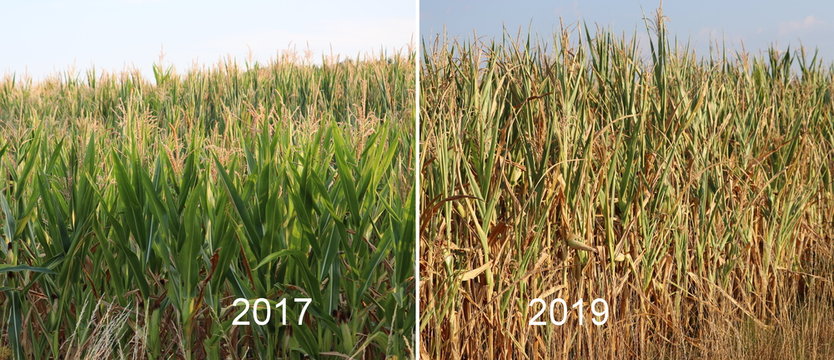 「Genmanipuliert」の画像 - 636 件の Stock 写真、ベクターおよびビデオ | Adobe Stock