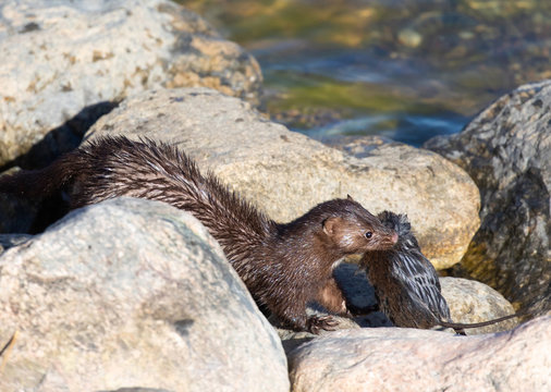 "American Mink" Images – Browse 567 Stock Photos, Vectors, and Video ...