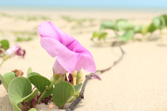 「Playera」の写真素材 | 432件の無料イラスト画像 | Adobe Stock
