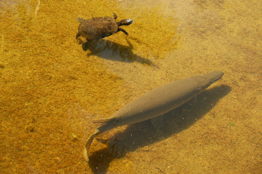 รูปภาพManjuari – เลือกดูภาพถ่ายสต็อก เวกเตอร์ และวิดีโอ9 | Adobe Stock