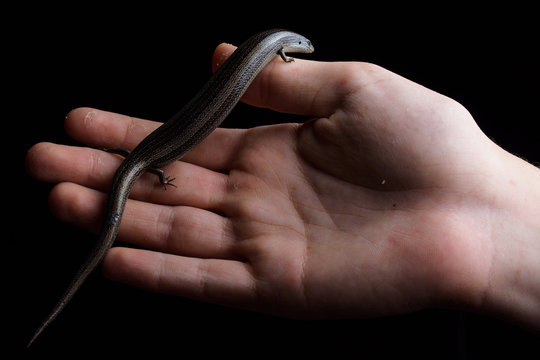 รูปภาพChalcides – เลือกดูภาพถ่ายสต็อก เวกเตอร์ และวิดีโอ6,444 | Adobe Stock