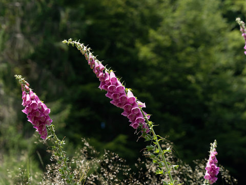 รูปภาพ"Zygomorphe – เลือกดูภาพถ่ายสต็อก เวกเตอร์ และวิดีโอ146 | Adobe Stock