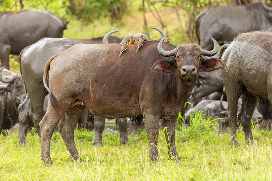 Buffelo-Bilder: Stock-Fotos & -Videos. | Adobe Stock