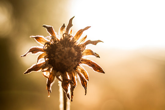 Marchito bilder – Bläddra bland 406 stockfoton, vektorer och videor ...