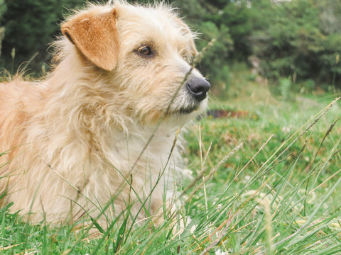 "Creole Dog" Images – Parcourir 11 le catalogue de photos, vecteurs et ...