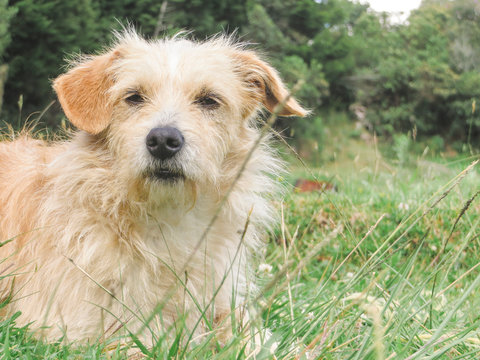 "Creole Dog" Images – Parcourir 11 le catalogue de photos, vecteurs et ...
