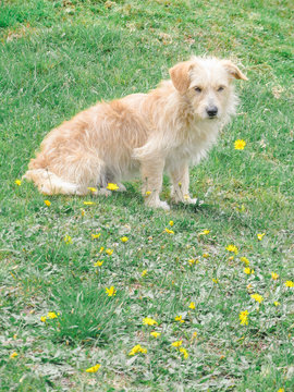 "Creole Dog" Images – Parcourir 11 le catalogue de photos, vecteurs et ...
