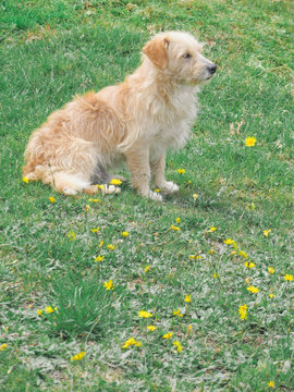 "Creole Dog" Images – Parcourir 11 le catalogue de photos, vecteurs et ...