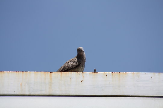 Trabe Images – Browse 8 Stock Photos, Vectors, and Video | Adobe Stock