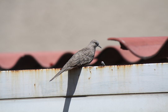 Trabe Images – Browse 8 Stock Photos, Vectors, and Video | Adobe Stock