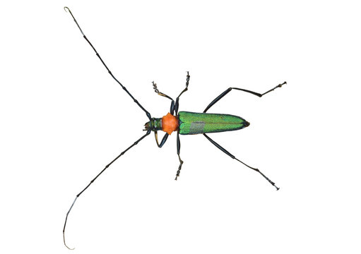 Coleopter Images – Browse 205 Stock Photos, Vectors, and Video | Adobe ...