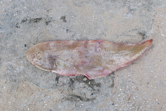 「Flat-Fish」の写真素材 | 639件の無料イラスト画像 | Adobe Stock