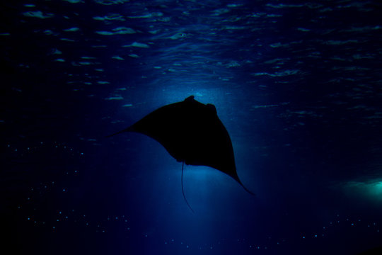 Mantarraya Images – Browse 91 Stock Photos, Vectors, and Video | Adobe ...