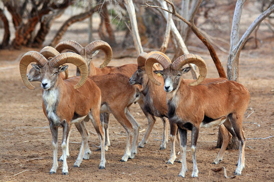 「Urial」の画像 - 890 件の Stock 写真、ベクターおよびビデオ | Adobe Stock