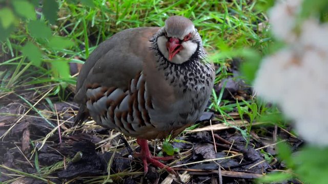 "French Partridge" - Images et vidéos libres de droits | Adobe Stock