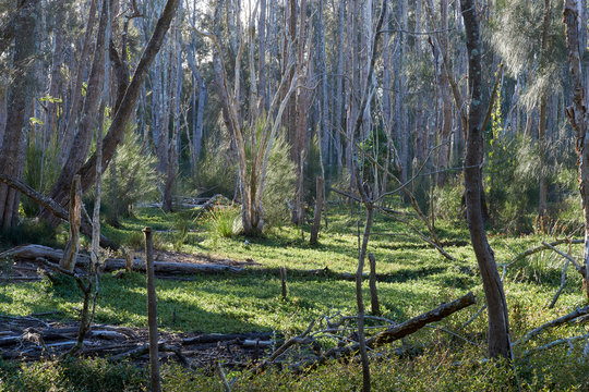 Tea-Trees 이미지 – 찾아보기 30 스톡 사진, 벡터 및 비디오 | Adobe Stock