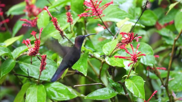 Nector Images – Browse 422 Stock Photos, Vectors, and Video | Adobe Stock