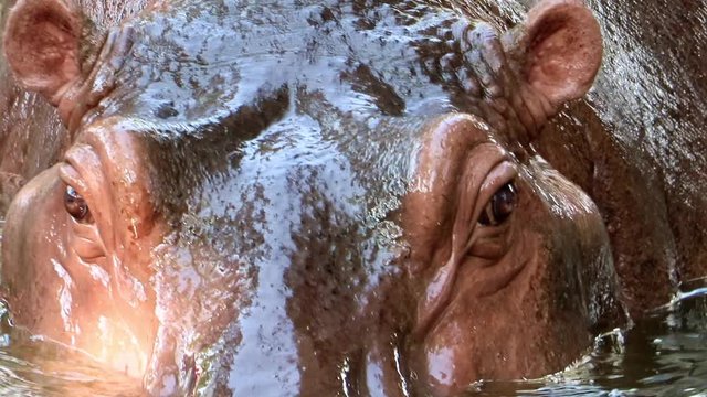 Imagens de Hypo – Explore Fotografias do Stock, Vetores e Vídeos de ...