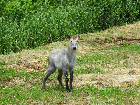 精悍 Images – Browse 878 Stock Photos, Vectors, and Video | Adobe Stock