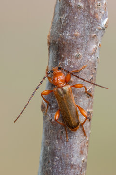 Phymatodes Images – Browse 58 Stock Photos, Vectors, and Video | Adobe ...
