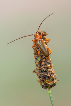 Phymatodes Images – Browse 58 Stock Photos, Vectors, and Video | Adobe ...