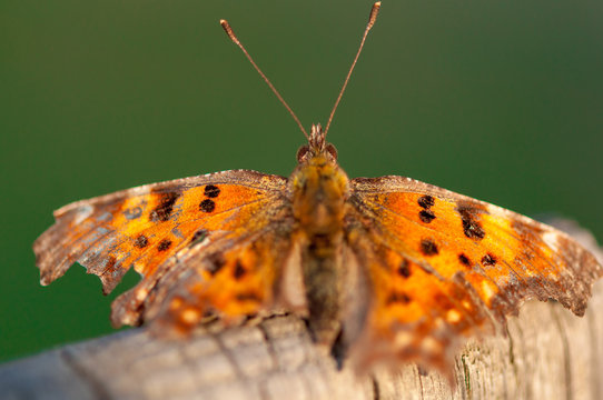 Euarthropoda Images – Parcourir 294 le catalogue de photos, vecteurs et ...