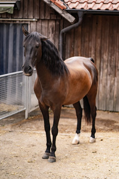 Perd-Bilder: Stock-Fotos & -Videos. | Adobe Stock