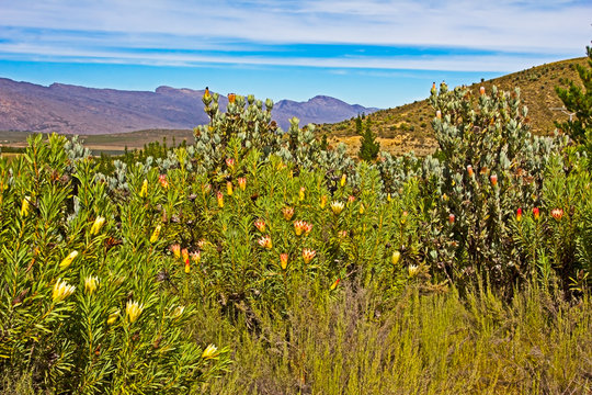 รูปภาพSuikerbos – เลือกดูภาพถ่ายสต็อก เวกเตอร์ และวิดีโอ139 | Adobe Stock