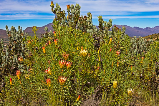 รูปภาพSuikerbos – เลือกดูภาพถ่ายสต็อก เวกเตอร์ และวิดีโอ139 | Adobe Stock