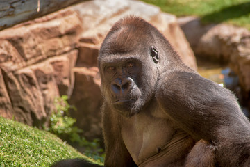 Cerca immagini: gorilla