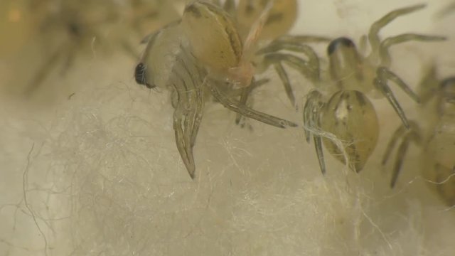 Spiderlings bilder – Bläddra bland 637 stockfoton, vektorer och videor ...