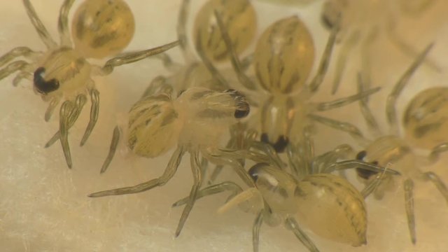 Spiderlings bilder – Bläddra bland 637 stockfoton, vektorer och videor ...