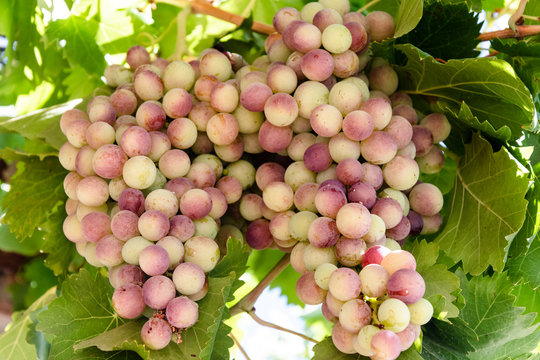 รูปภาพRacimos – เลือกดูภาพถ่ายสต็อก เวกเตอร์ และวิดีโอ779 | Adobe Stock