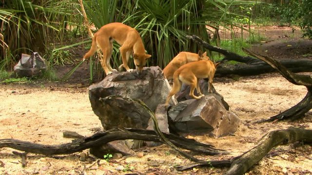 Zoologist Helping Animals