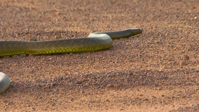 Taipan Bilder – Durchsuchen 183 Archivfotos, Vektorgrafiken und Videos | Adobe Stock