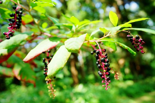 Scoke 画像 - 参照 2,383 Stock 写真、ベクターおよびビデオ | Adobe Stock