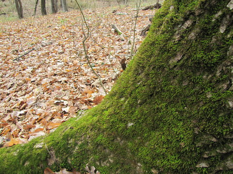 Codri-Bilder: Stock-Fotos & -Videos. | Adobe Stock